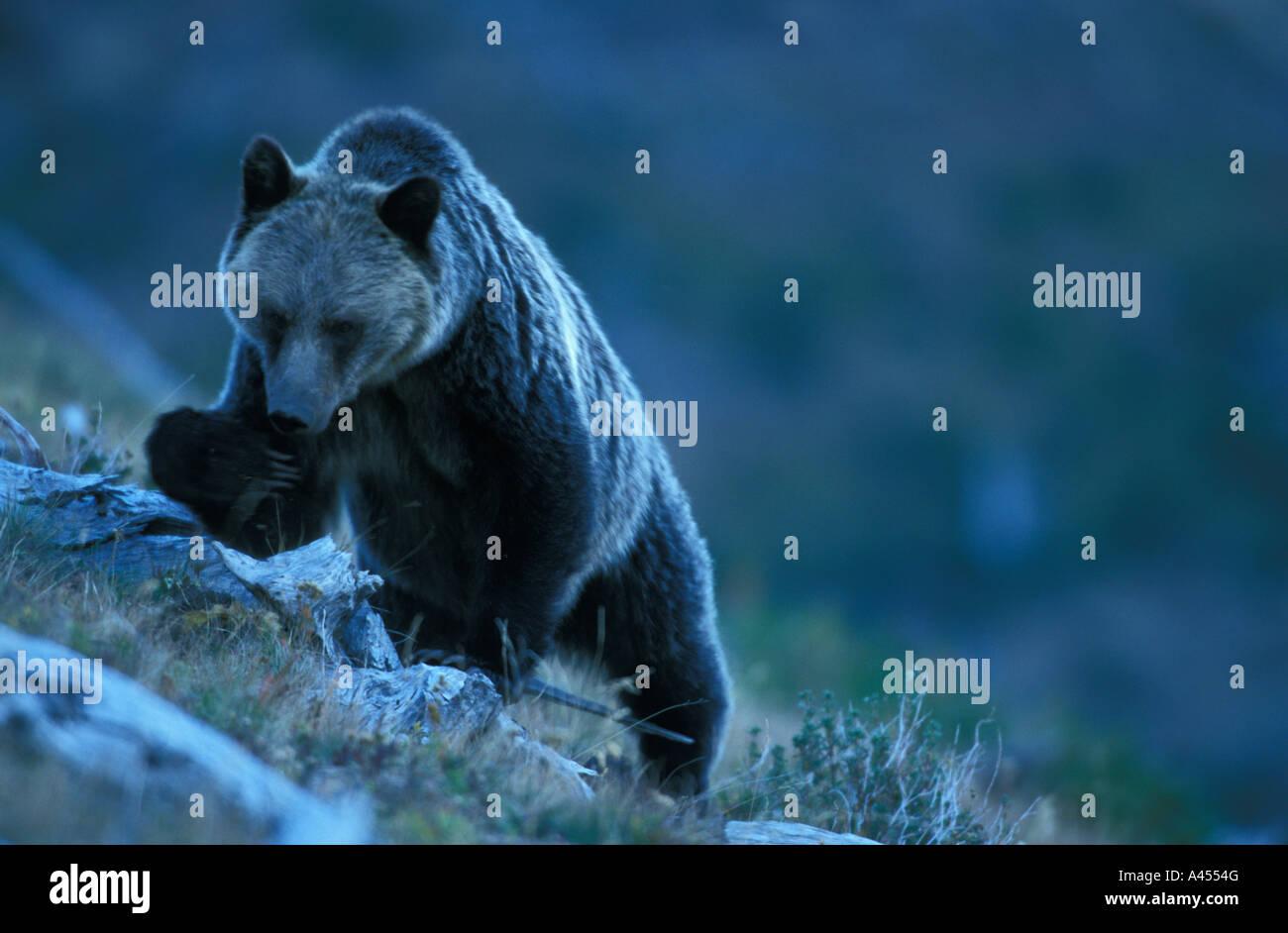 Portrait of a Grizzly Bear eating roots Glacier National Park, Montana ...