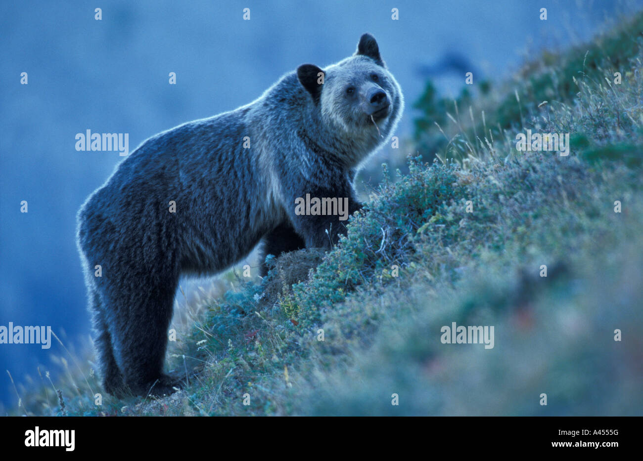 Portrait of a Grizzly Bear eating roots at dusk Glacier NP Montana USA ...
