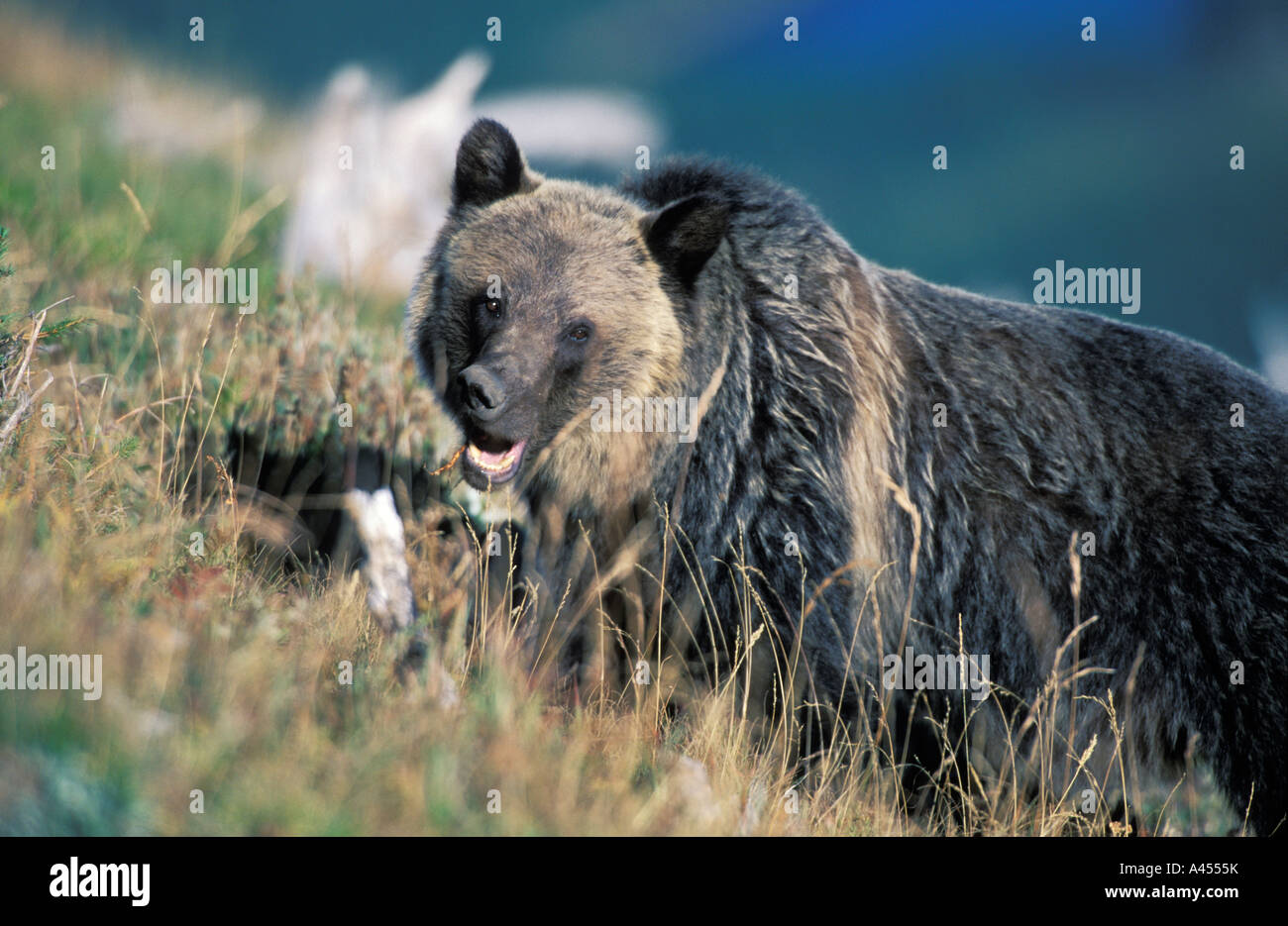 Portrait of a Grizzly Bear chewing and eating roots. Glacier NP ...