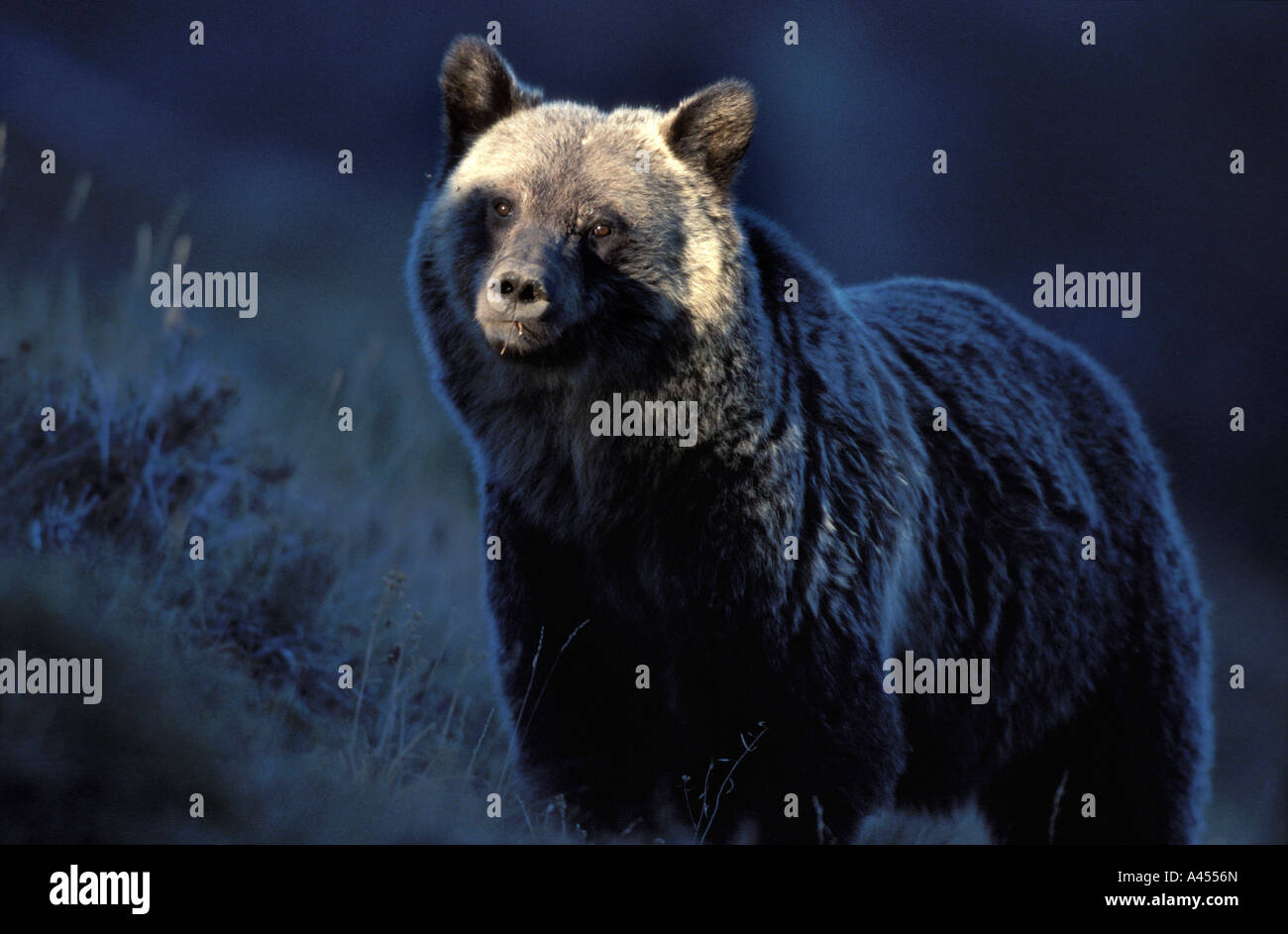 Portrait of a Grizzly Bear eating roots under evening light, Glacier ...