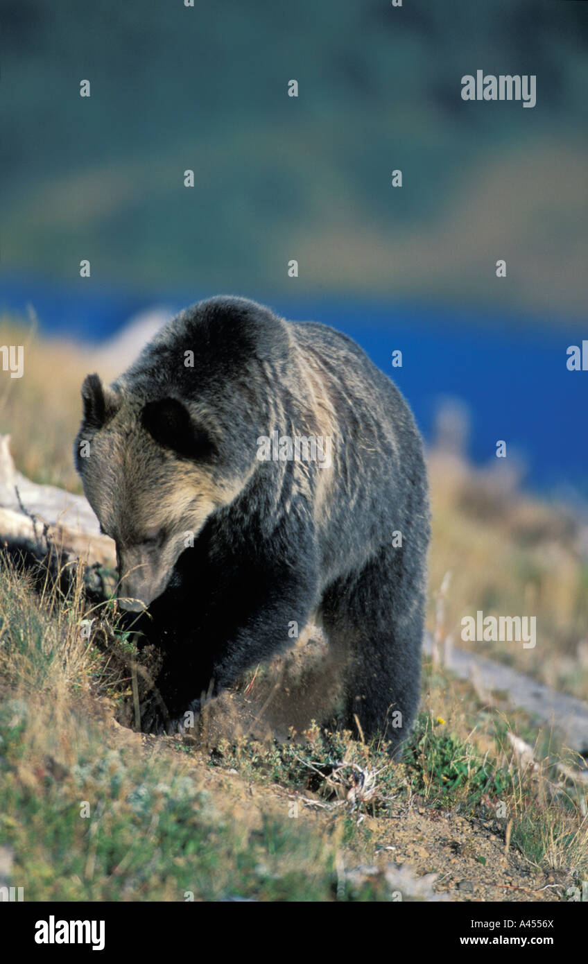 Grizzly bear digging roots hi-res stock photography and images - Alamy