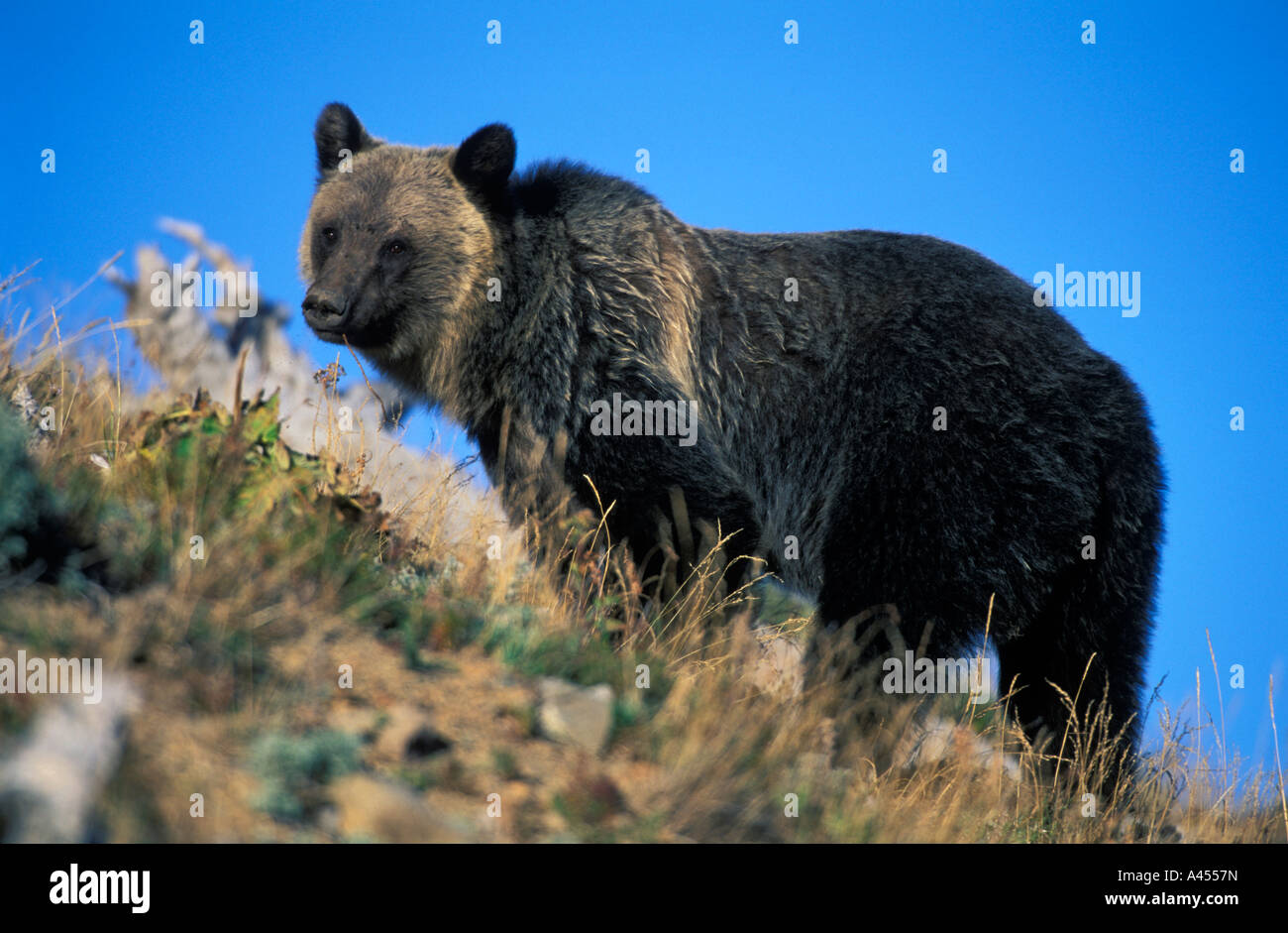 Portrait of a Grizzly Bear eating roots Glacier NP Montana USA Stock ...