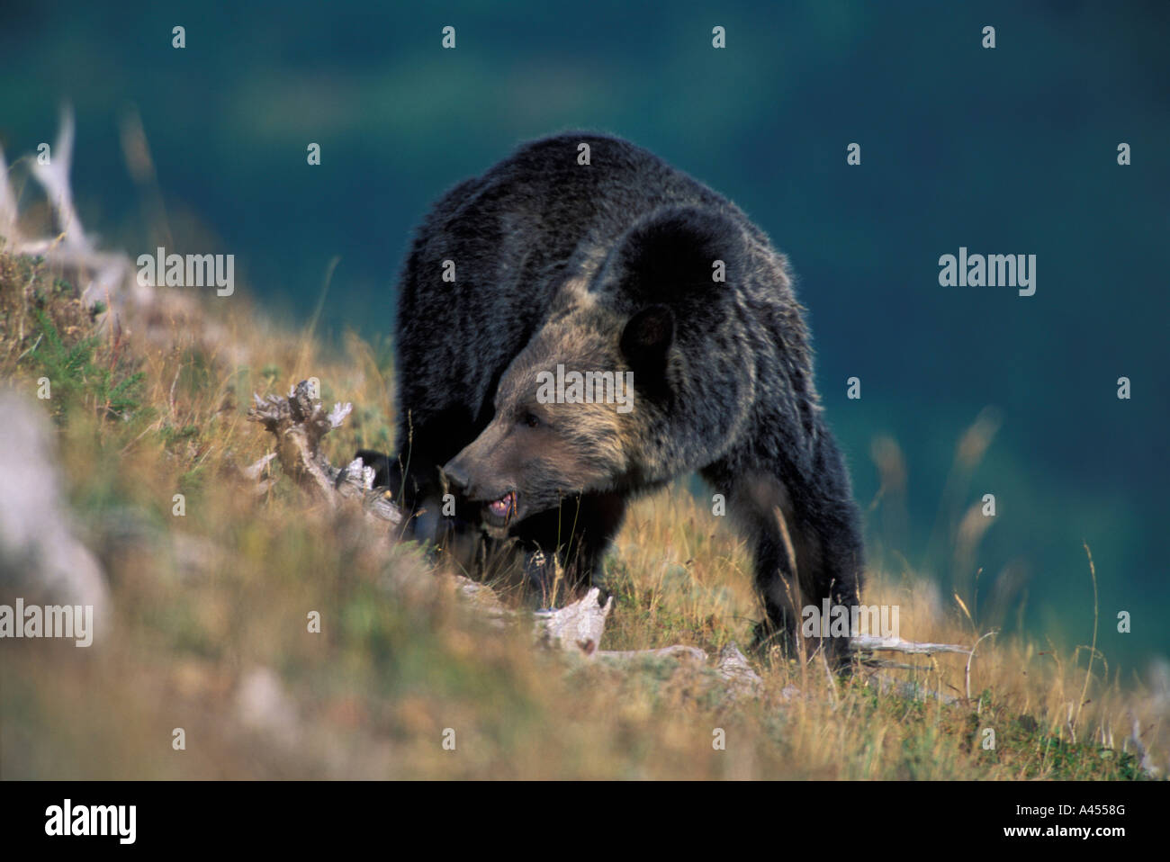 Grizzly bear digging roots hi-res stock photography and images - Alamy