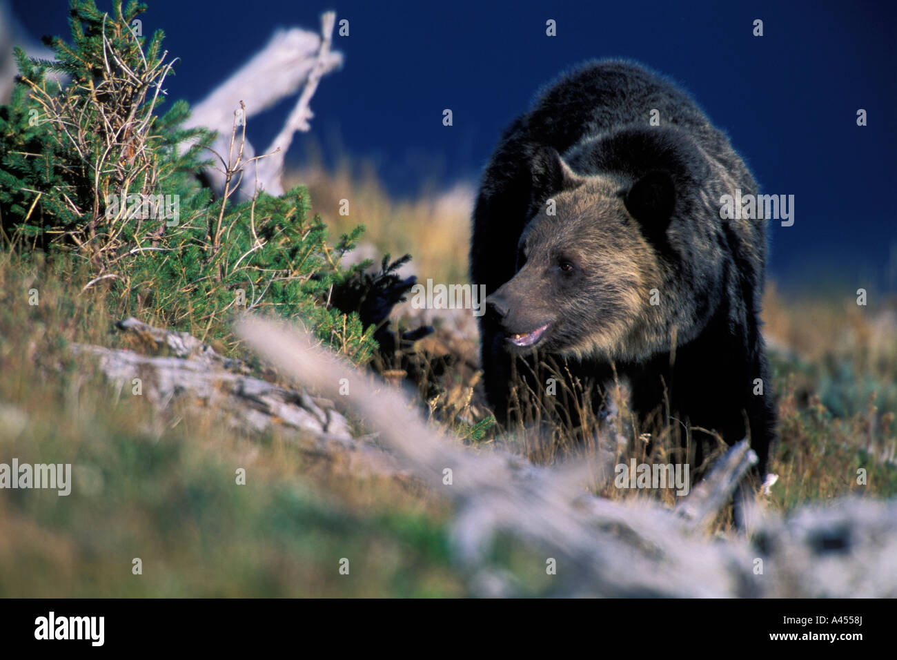 Portrait of a Grizzly Bear eating roots. Glacier National Park, Montana ...