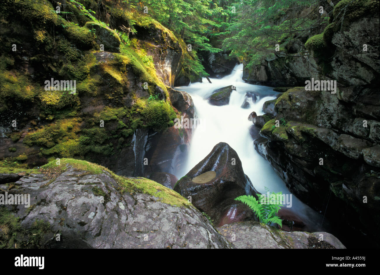 Avalanche Creek and the Gorge, Glacier National Park. Montana, USA ...