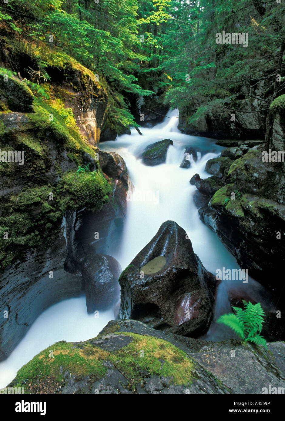 Avalanche Creek and the Gorge, Glacier National Park. Montana, USA ...