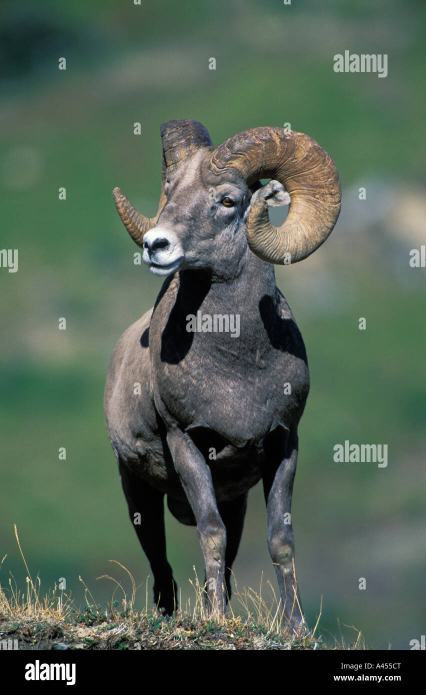 Portrait of a Bighorn Sheep standing at the edge of a hill Montana USA ...