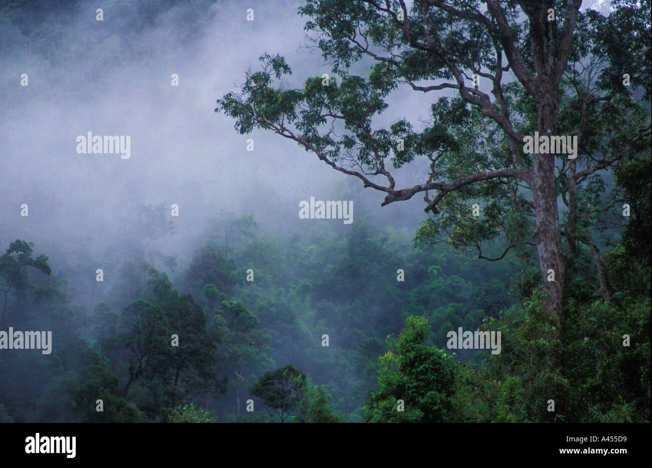 Green forest in rain view hi-res stock photography and images - Alamy