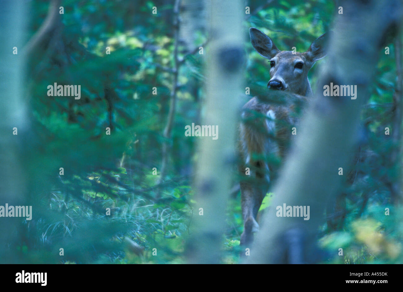 White tail deer behind hi-res stock photography and images - Alamy