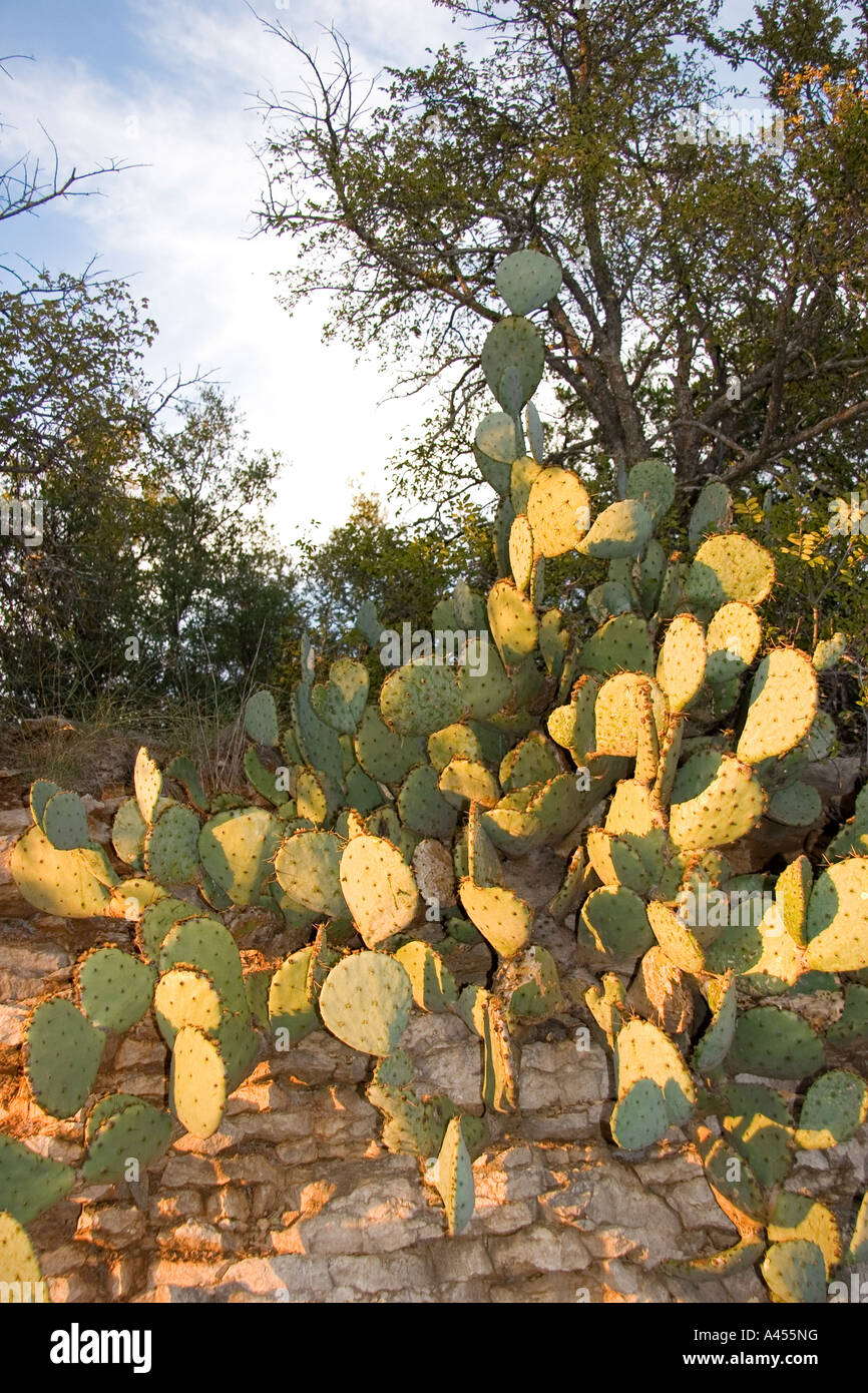 Prickly pear cactus growing among rocks hi-res stock photography and ...