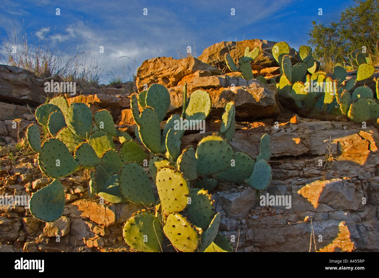 West Texas Landscape, Late Afternoon Warm Sunlight, Prickly Pear Stock ...