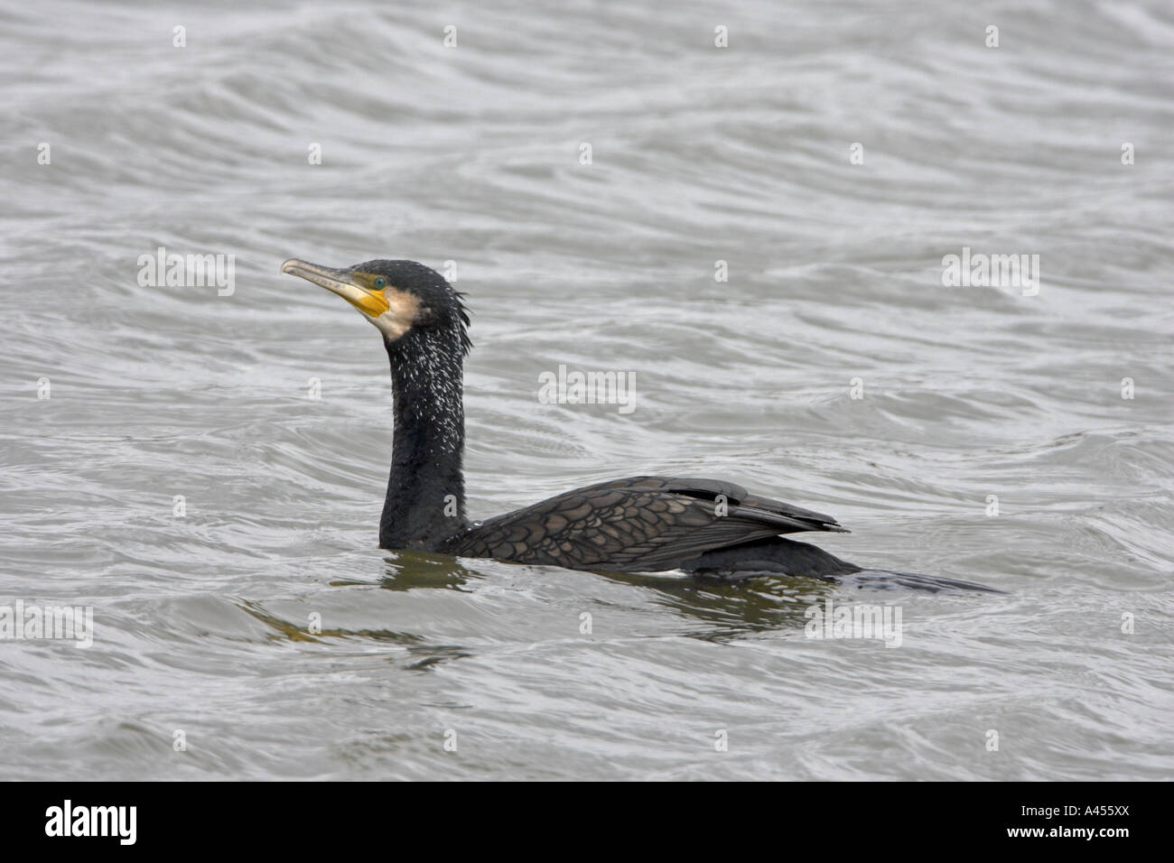 Great Cormorant Phalacrocorax carbo carbo adult in breeding plumage ...