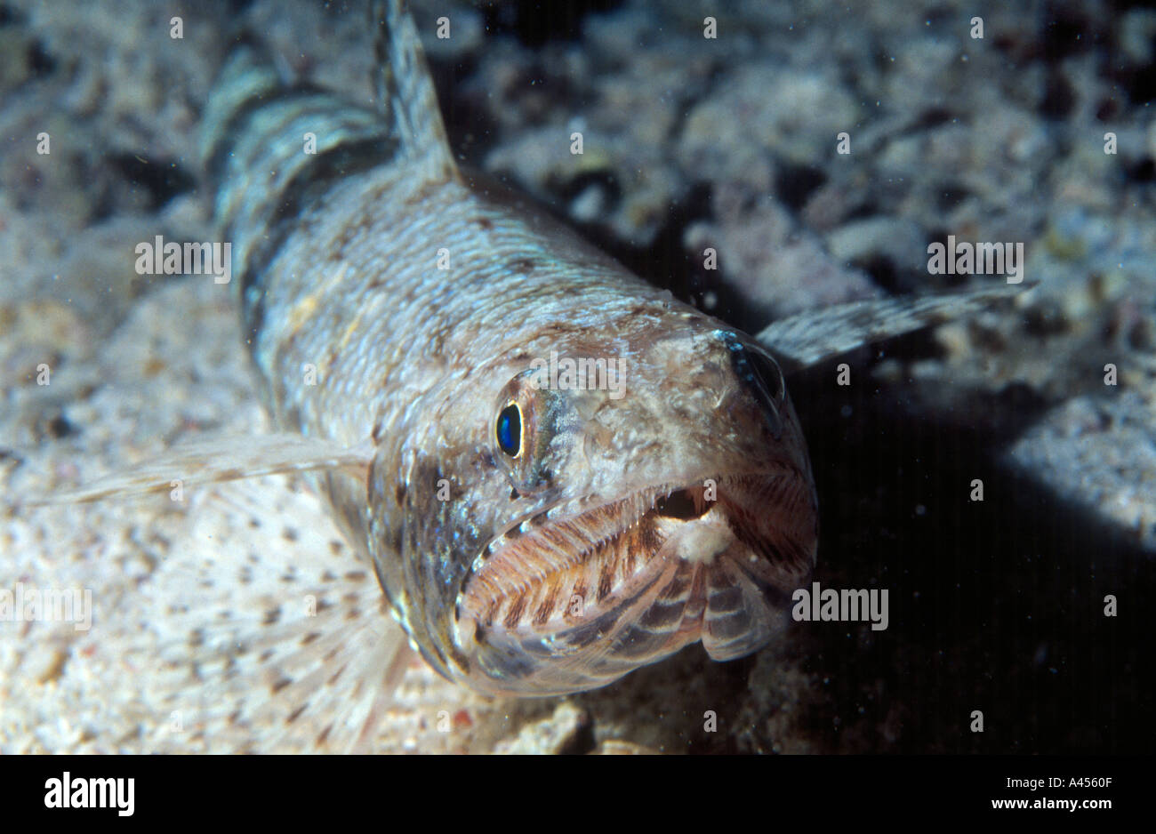 Deep Sea Lizardfish