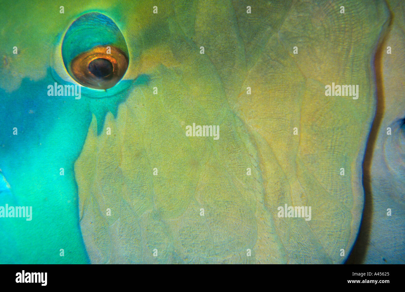 Operculum fish hi-res stock photography and images - Alamy