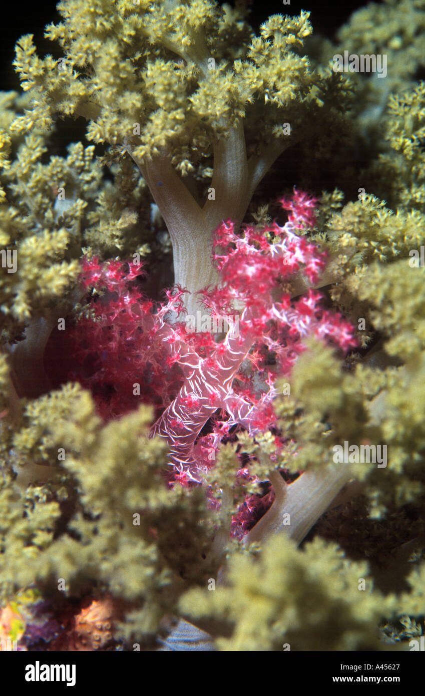 Zabargad island hi-res stock photography and images - Alamy