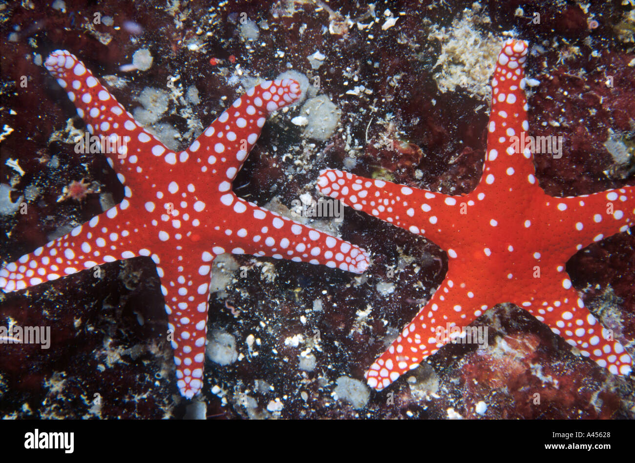 Ghardaqa brittle star Fromia ghardaqana Zabargad island Red Sea Egypt ...