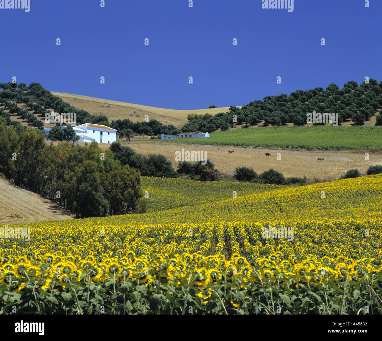 Typical landscape with white farmhouse sunflowers and olive groves near ...