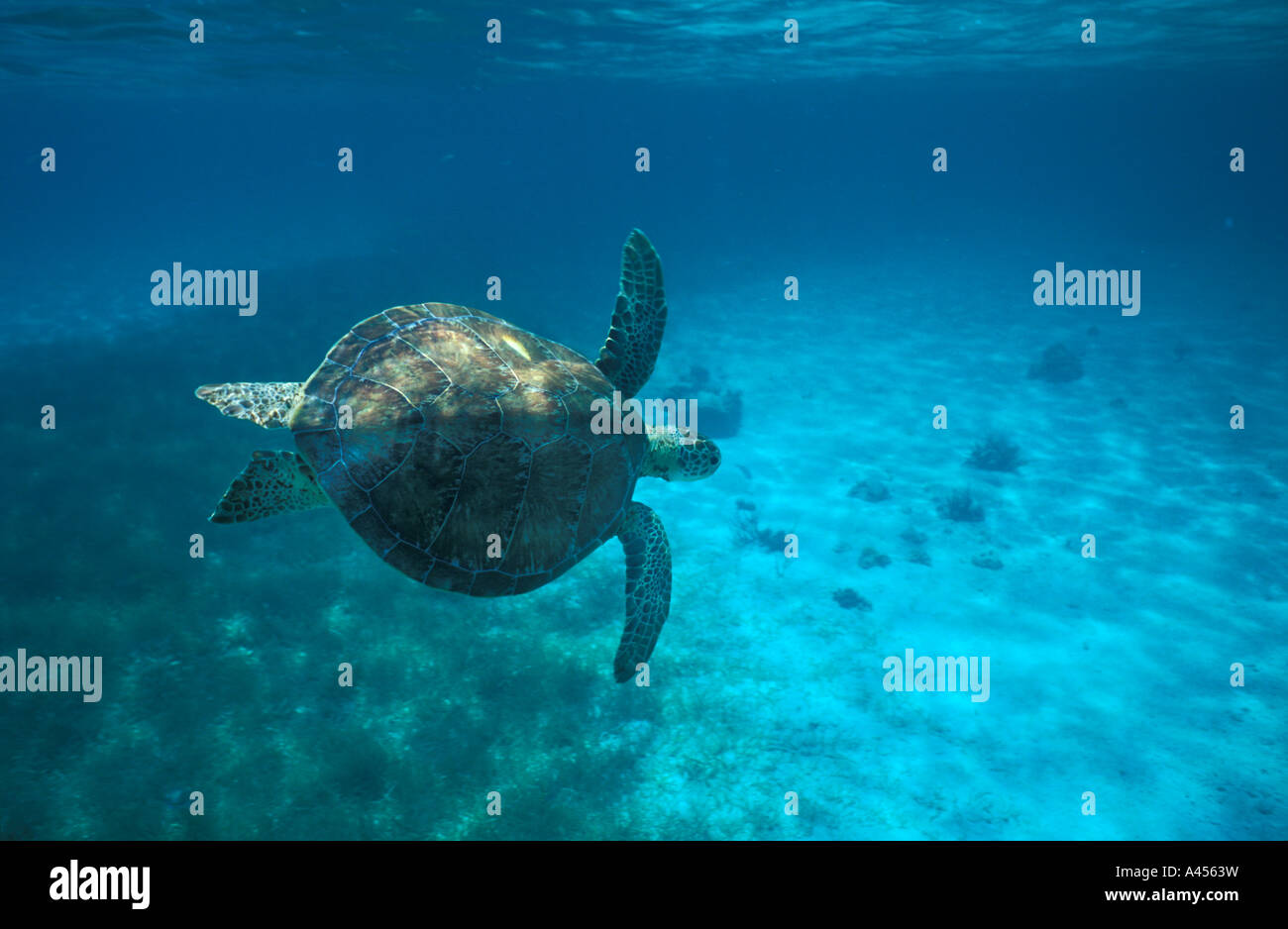 Green Sea Turtle, Yucatan Peninsula. Mexico Stock Photo - Alamy