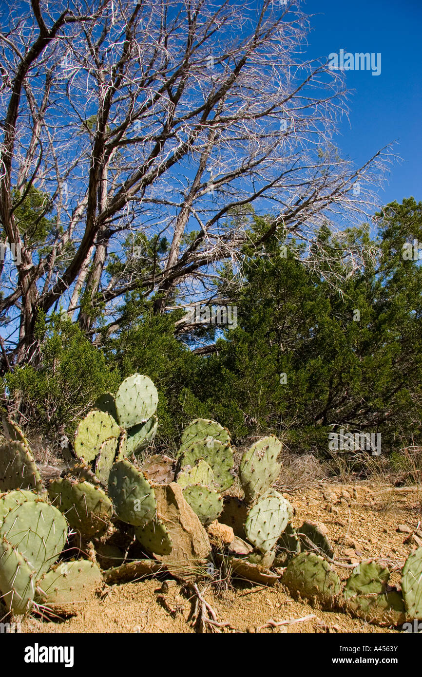 Prickly cedar hi-res stock photography and images - Alamy
