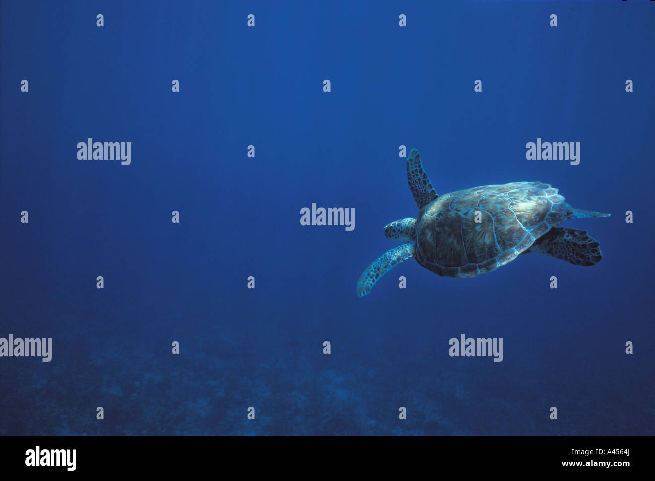 Green Sea Turtle, Yucatan Peninsula. Mexico Stock Photo - Alamy