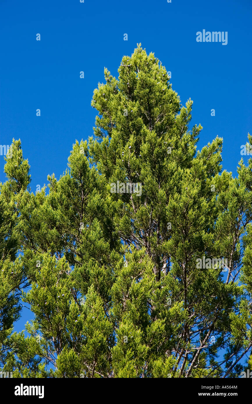 Cedar Tree Limbs High Resolution Stock Photography and Images - Alamy