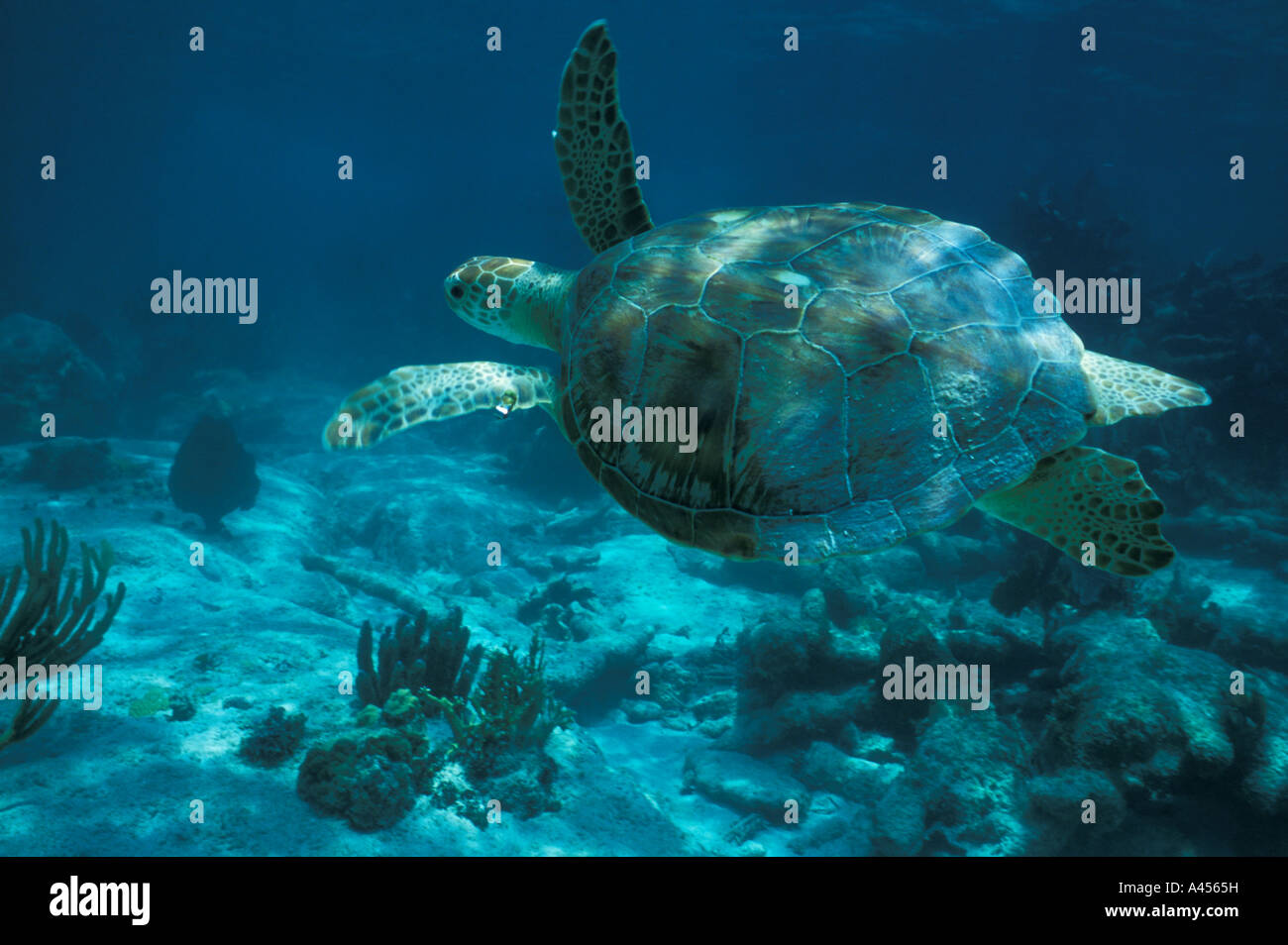 Green Sea Turtle, Yucatan Peninsula. Mexico Stock Photo - Alamy
