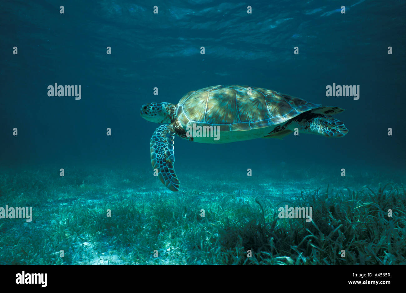 Green Sea Turtle, Yucatan Peninsula. Mexico Stock Photo - Alamy