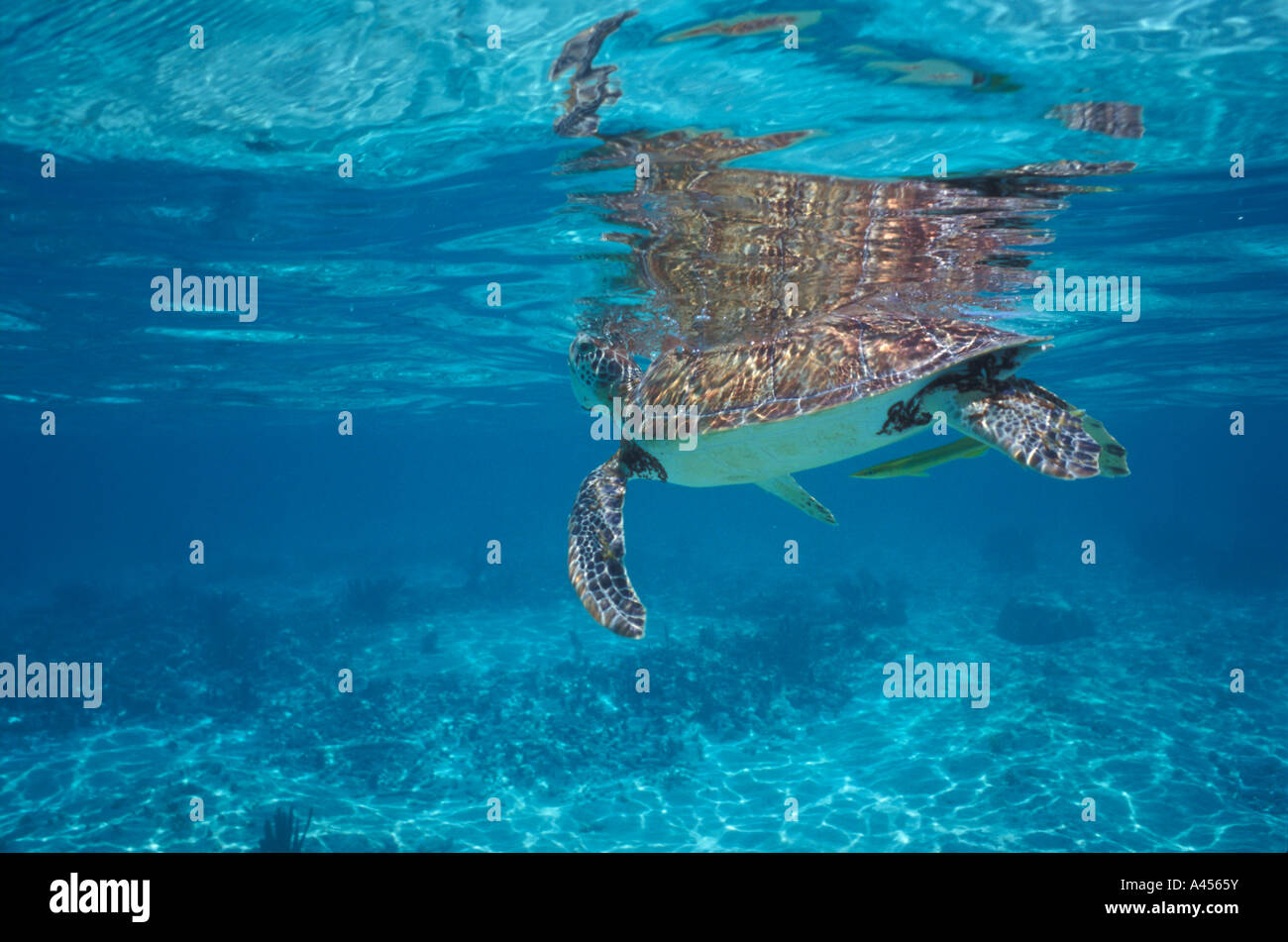 Green Sea Turtle, Yucatan Peninsula. Mexico Stock Photo - Alamy