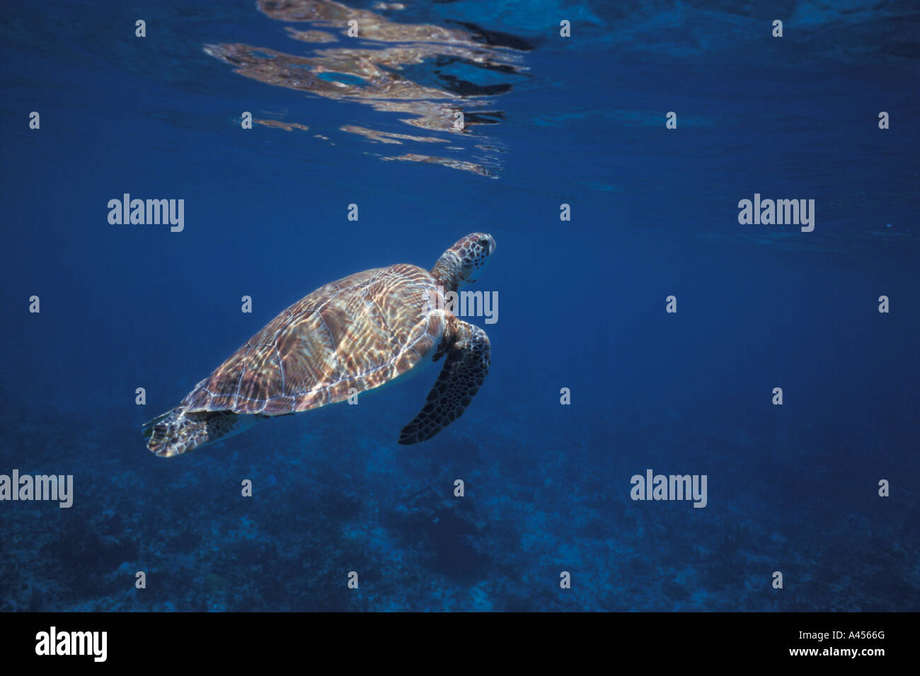 Green Sea Turtle, Yucatan Peninsula. Mexico Stock Photo - Alamy