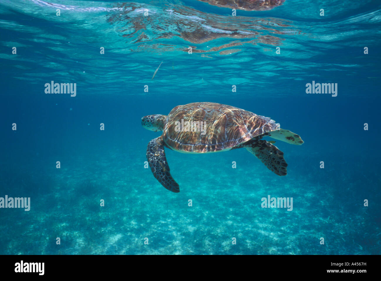 Green sea turtle yucatan peninsula hi-res stock photography and images ...