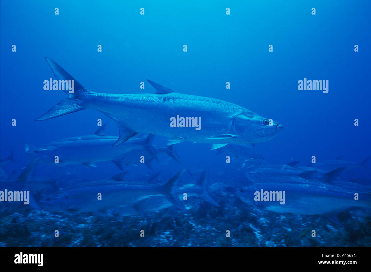 Yucatan peninsula mexico fish hi-res stock photography and images - Alamy