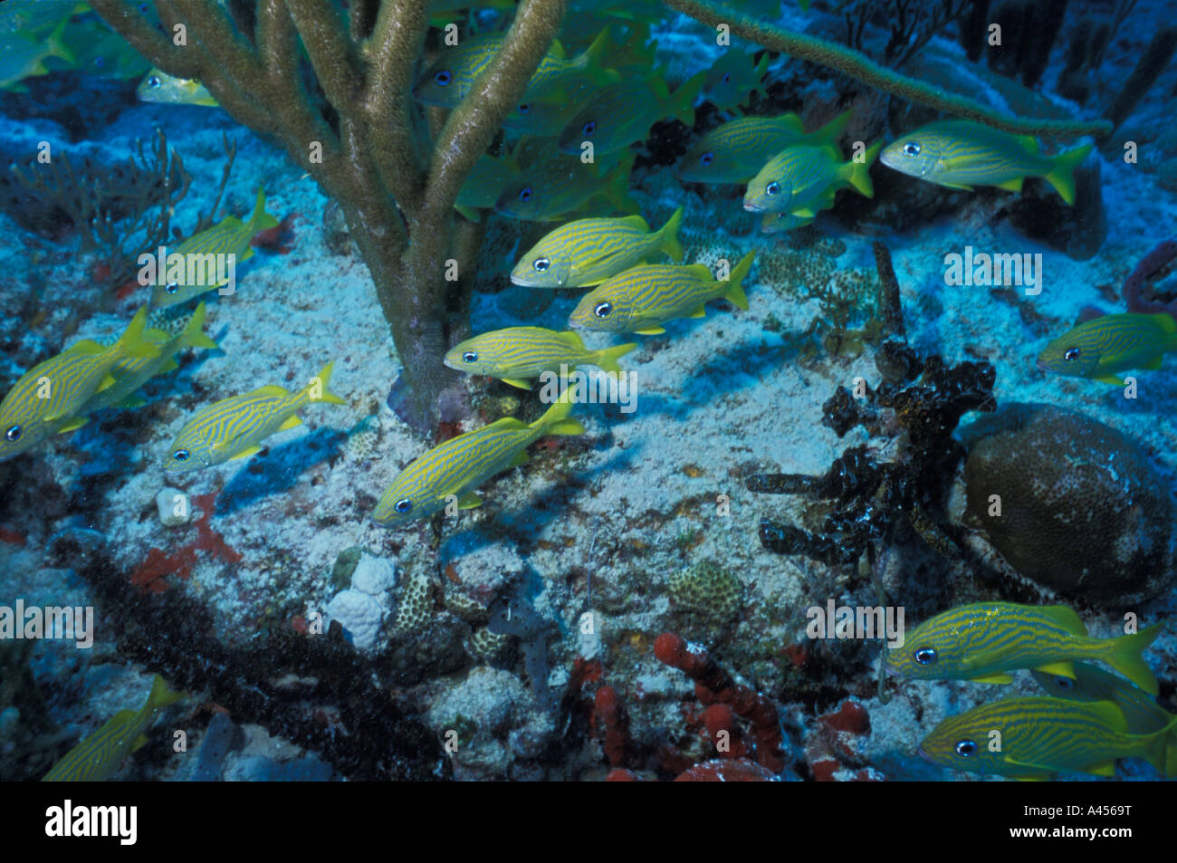 Marine wildlife, Mexican Caribbean. Yucatan Peninsula, Mexico Stock ...