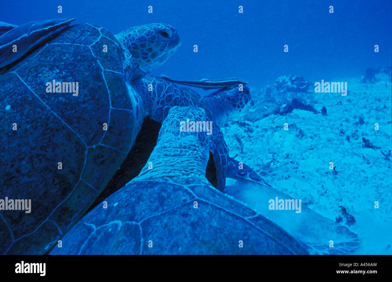 Green Sea Turtles mating Yucatan Peninsula Mexico Stock Photo - Alamy