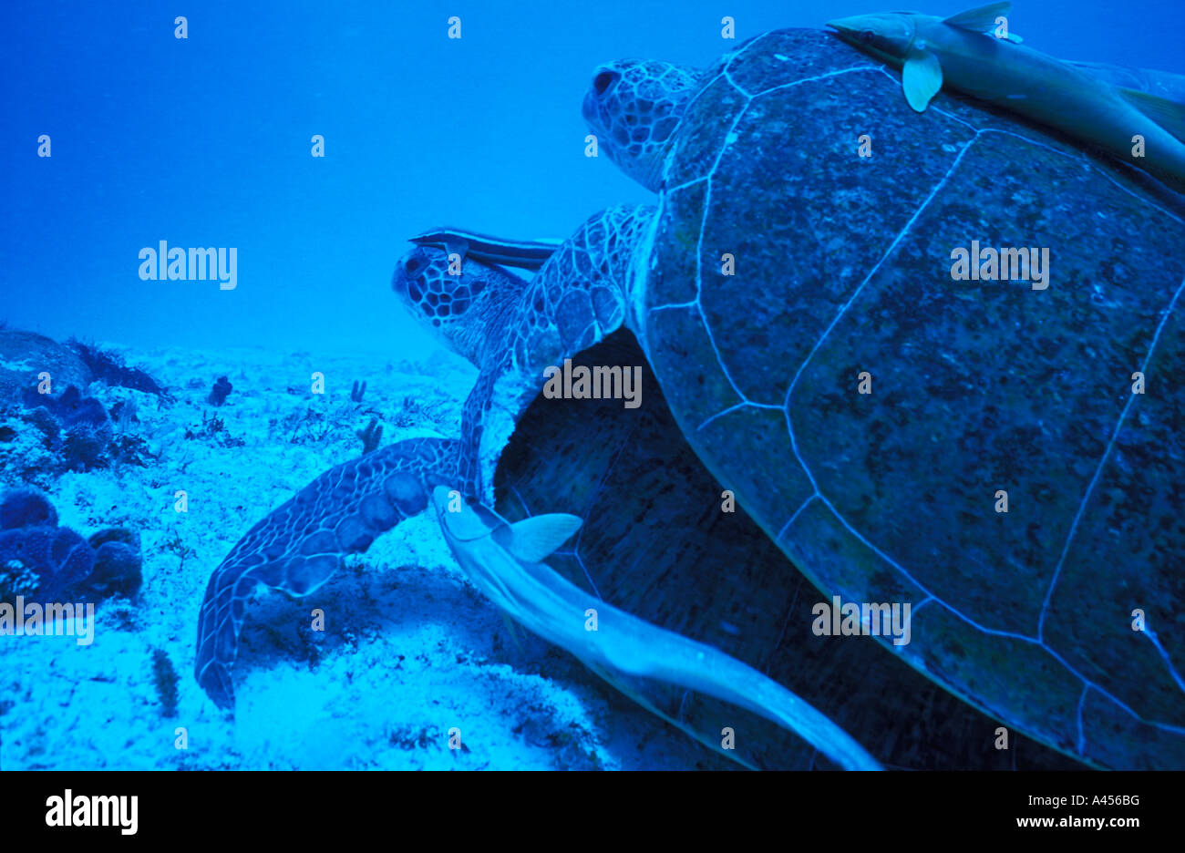 Sea Turtle Underwater Mating Stock Photos & Sea Turtle Underwater ...