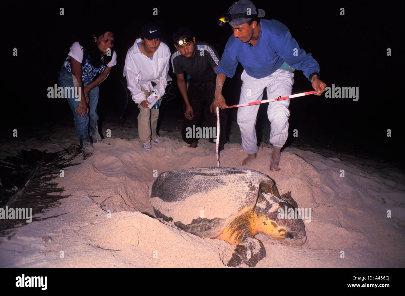 Measuring sea turtle hi-res stock photography and images - Alamy