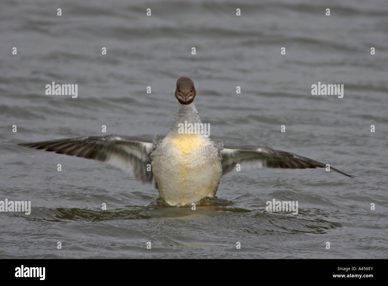 Goosander Merganser merganser female wing flapping, RSPB Old Moor ...