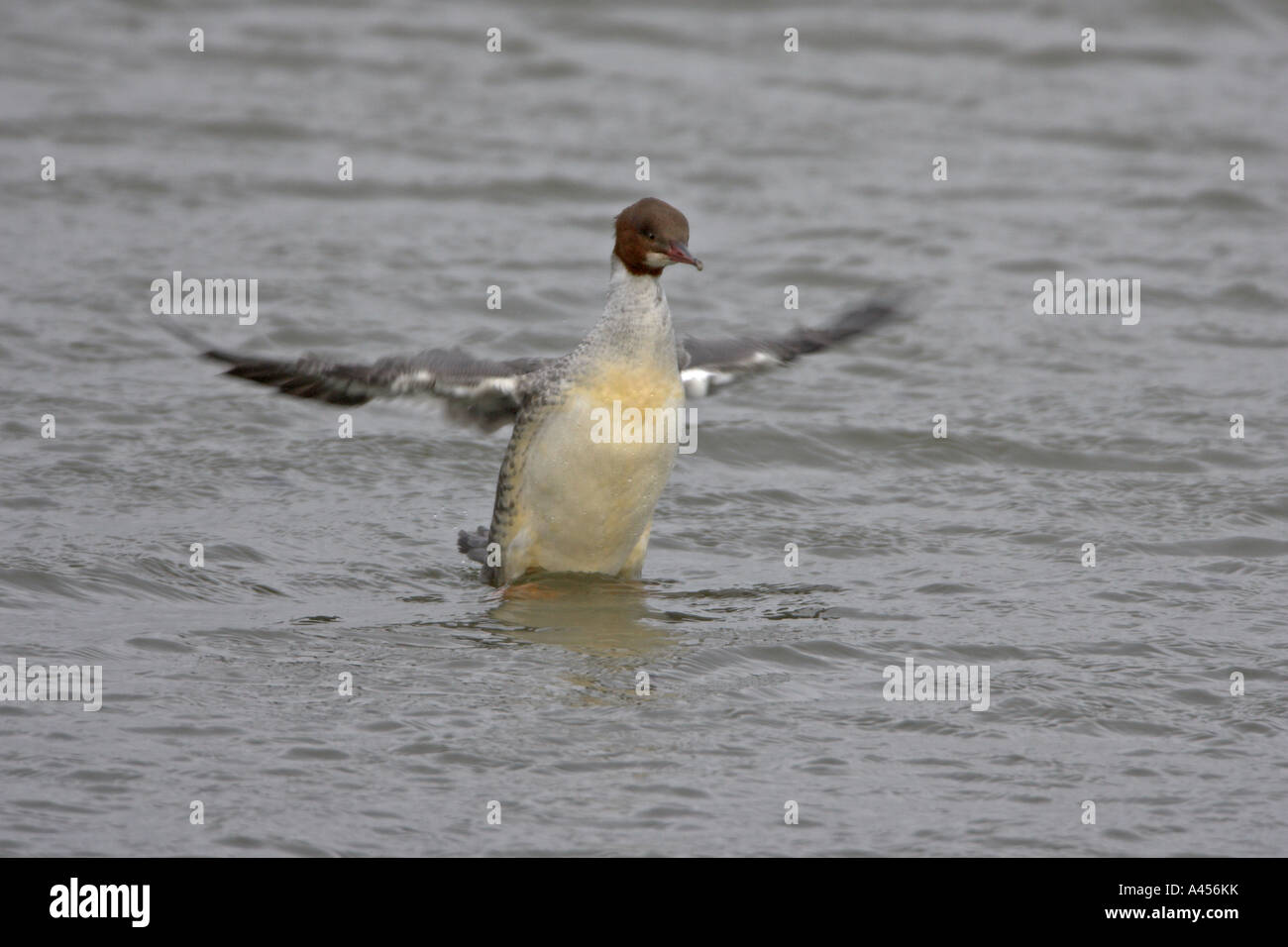 Goosander Merganser merganser female wing flapping, RSPB Old Moor ...