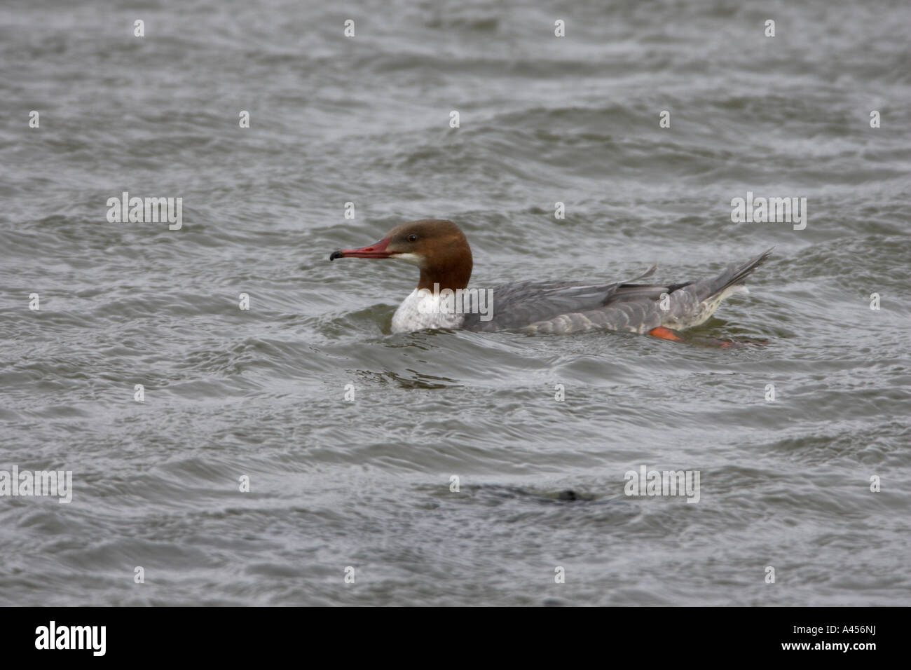 Goosander Merganser merganser female swimming, RSPB Old Moor, South ...