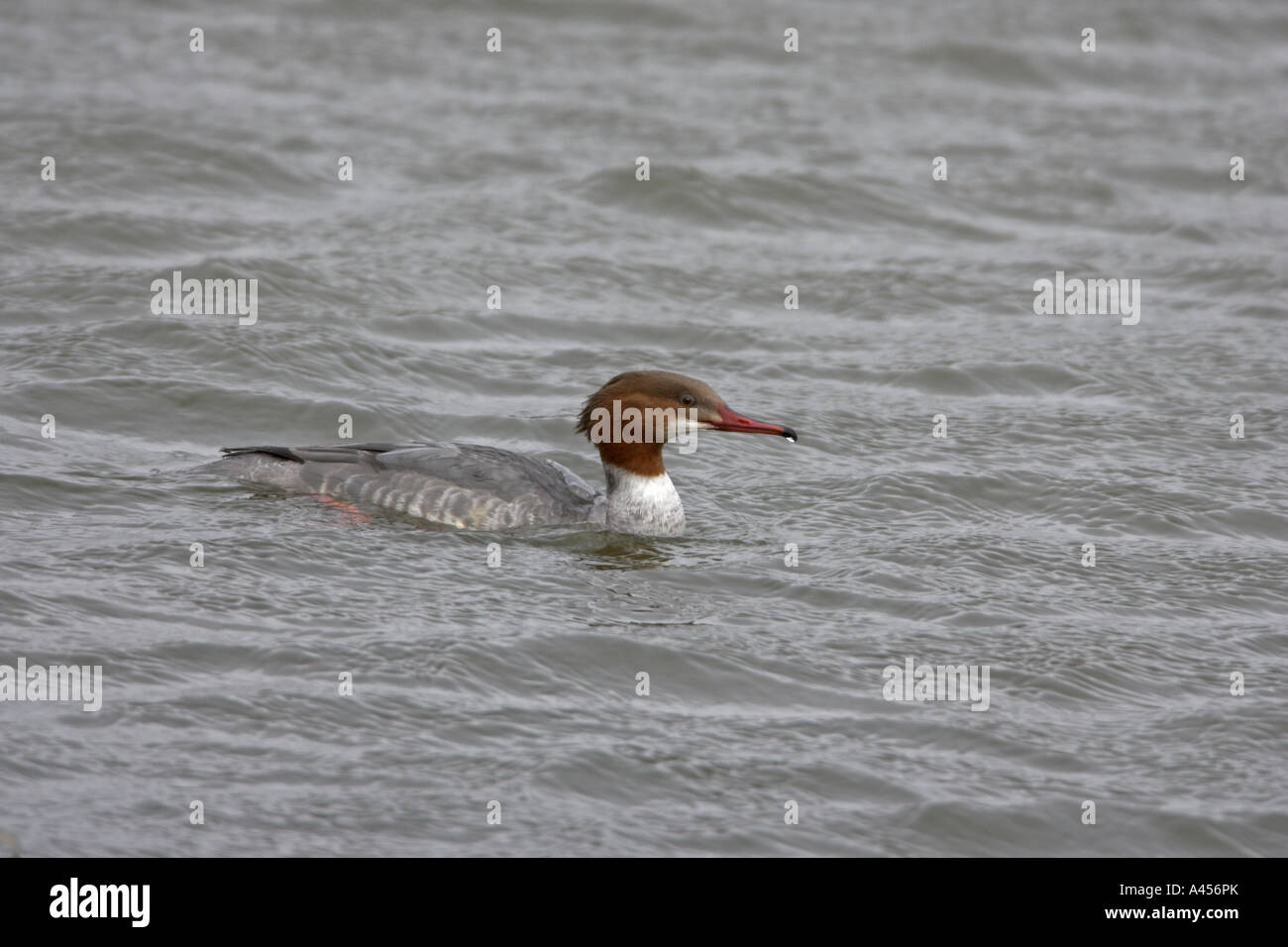 Goosander Merganser merganser female swimming, RSPB Old Moor, South ...