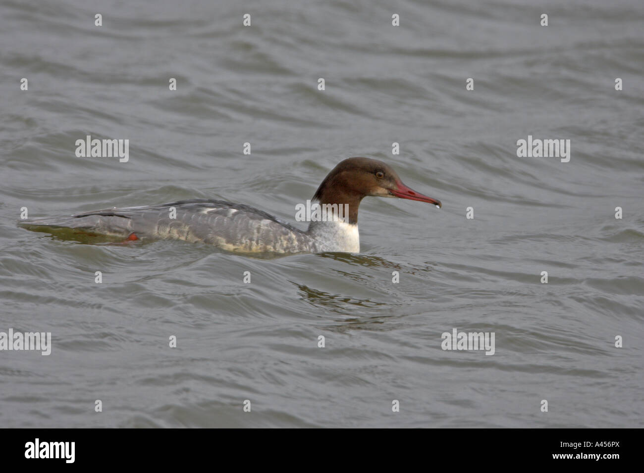 Goosander Merganser merganser female swimming, RSPB Old Moor, South ...