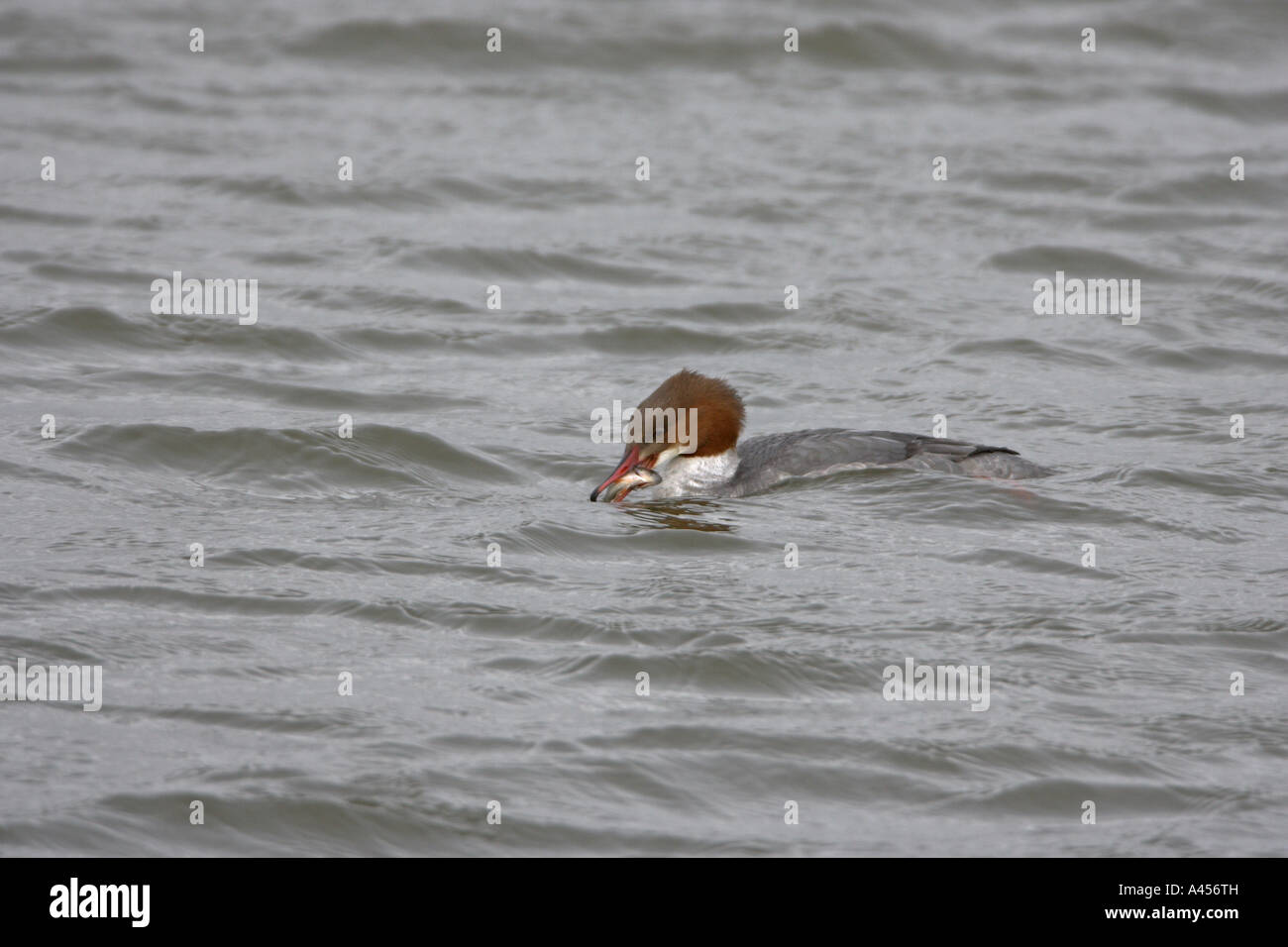 Goosander Merganser merganser female swimming & swallowing fish, RSPB ...