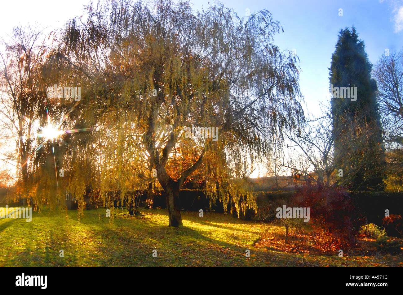 Willow Tree and Setting Sun Stock Photo - Alamy