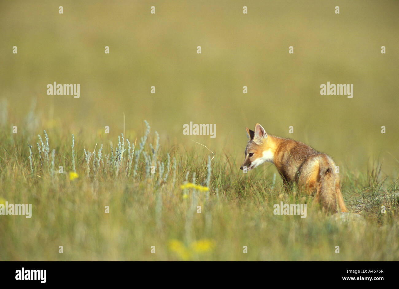 Kit Fox pup exploring the surroundings of its den. Montana, USA Stock ...