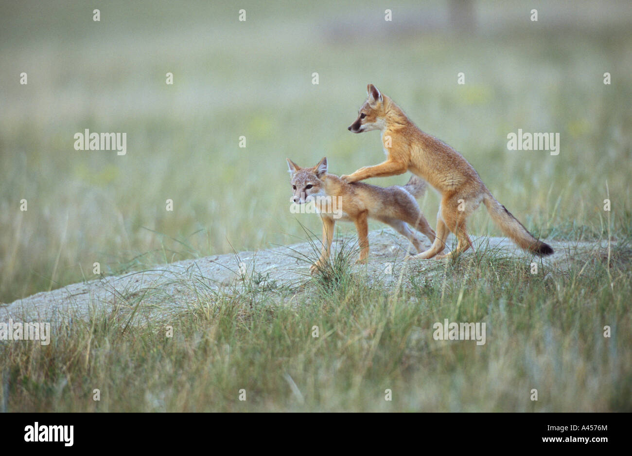 Kit Foxes pups, playing over den. Montana, USA Stock Photo - Alamy