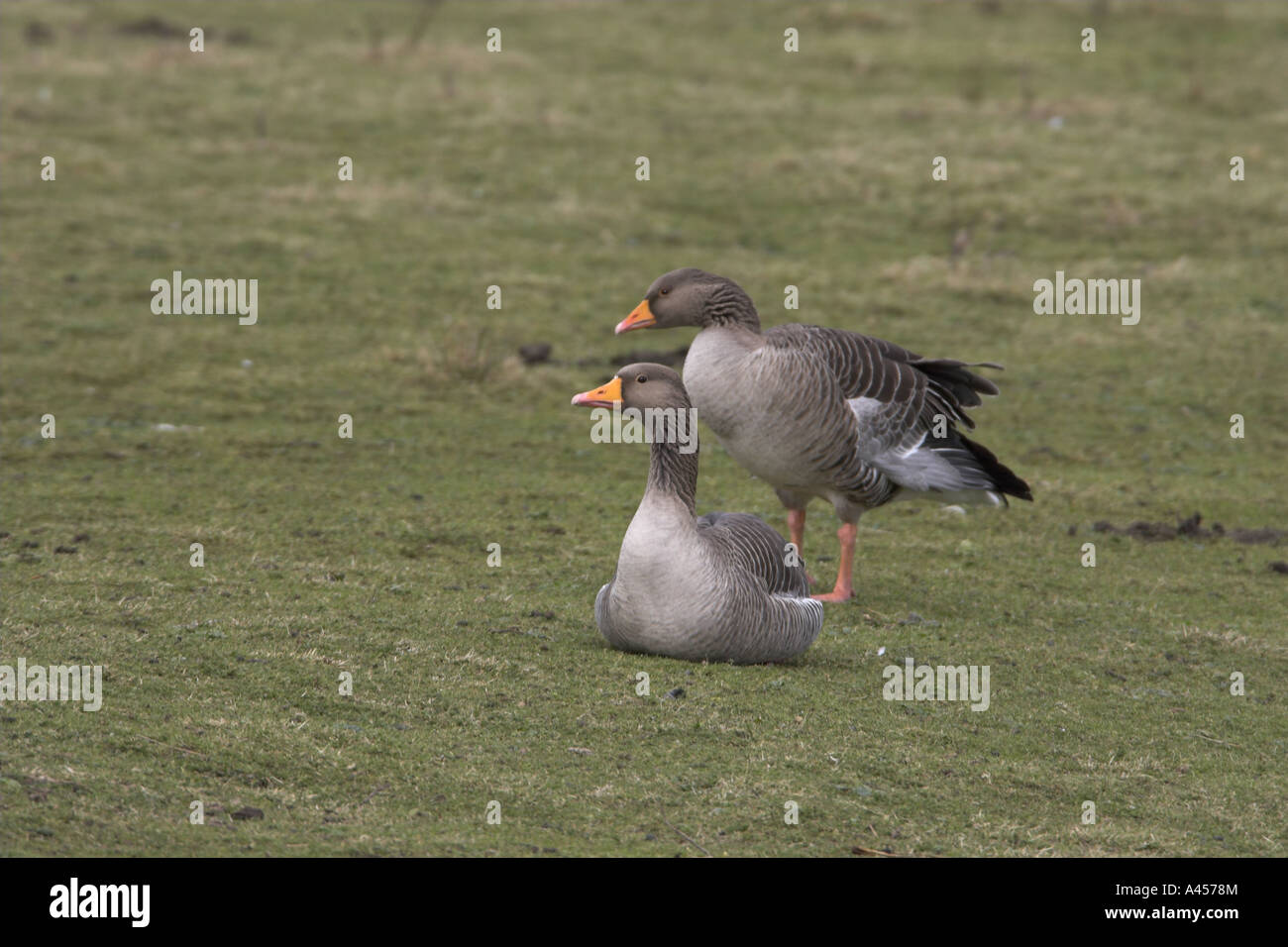 Greylag Goose Anser anser adult pair together, RSPB Old Moor Wetlands ...
