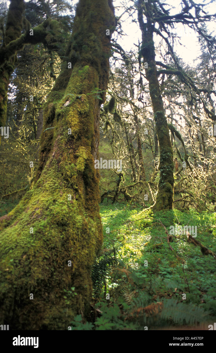 Oregonian hi-res stock photography and images - Alamy