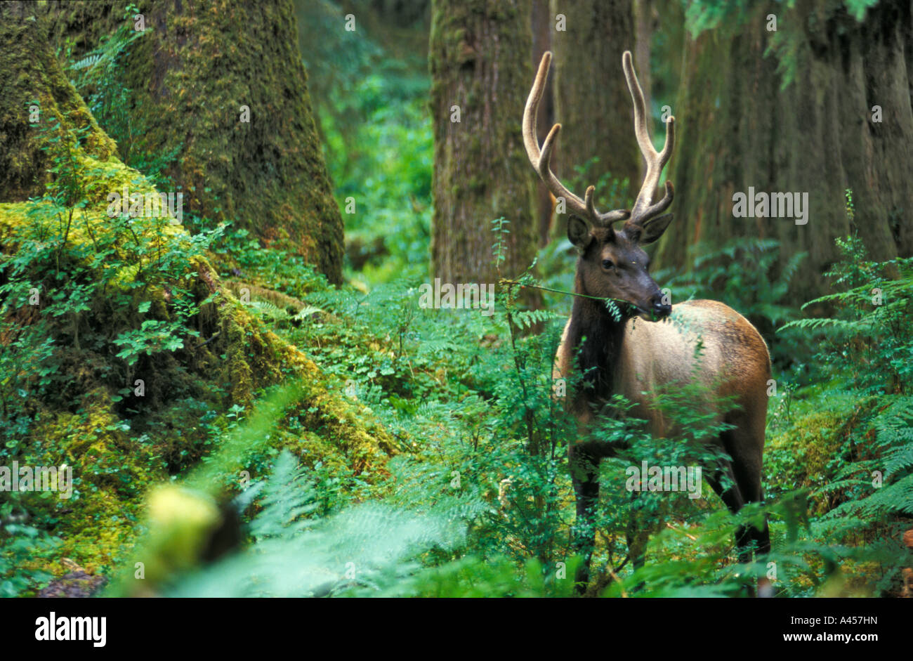Elk eating twigs and grass from the forest Olympic NP Washington USA ...