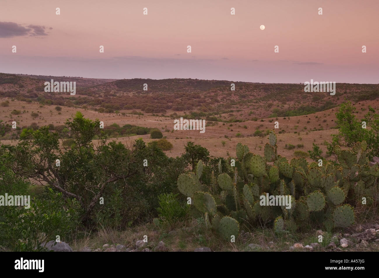 Full moon rising over the Hill Country in Texas, USA Stock Photo - Alamy