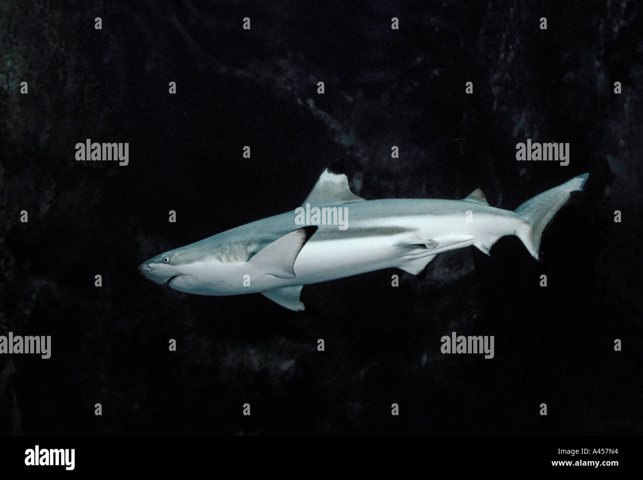 Black Tip Shark requin pointe noir animal nature mammal shark swim ...