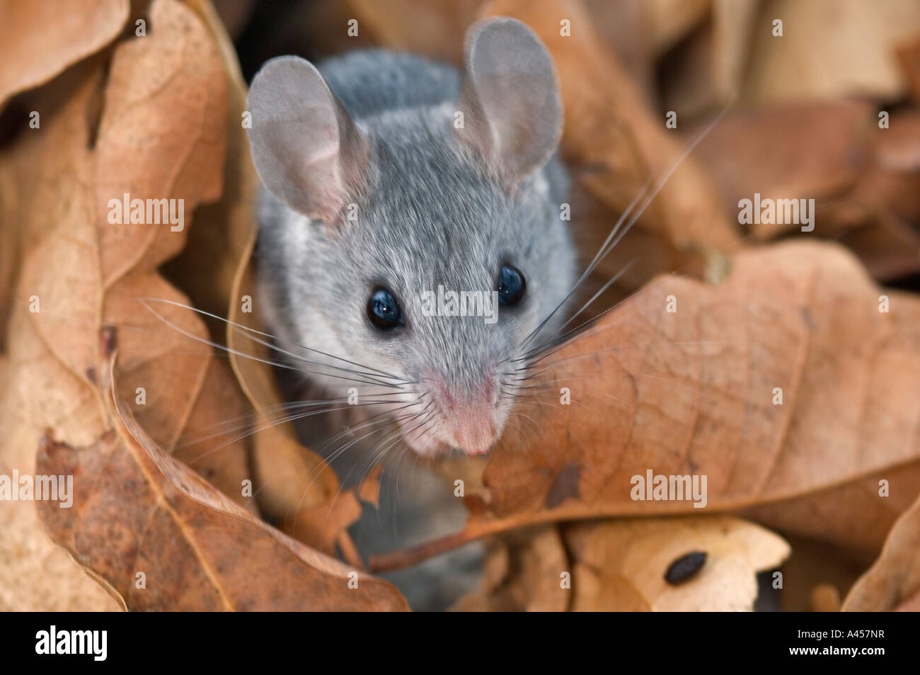 A tiny mouse looks out from inside the dry leaves of an oak forest ...